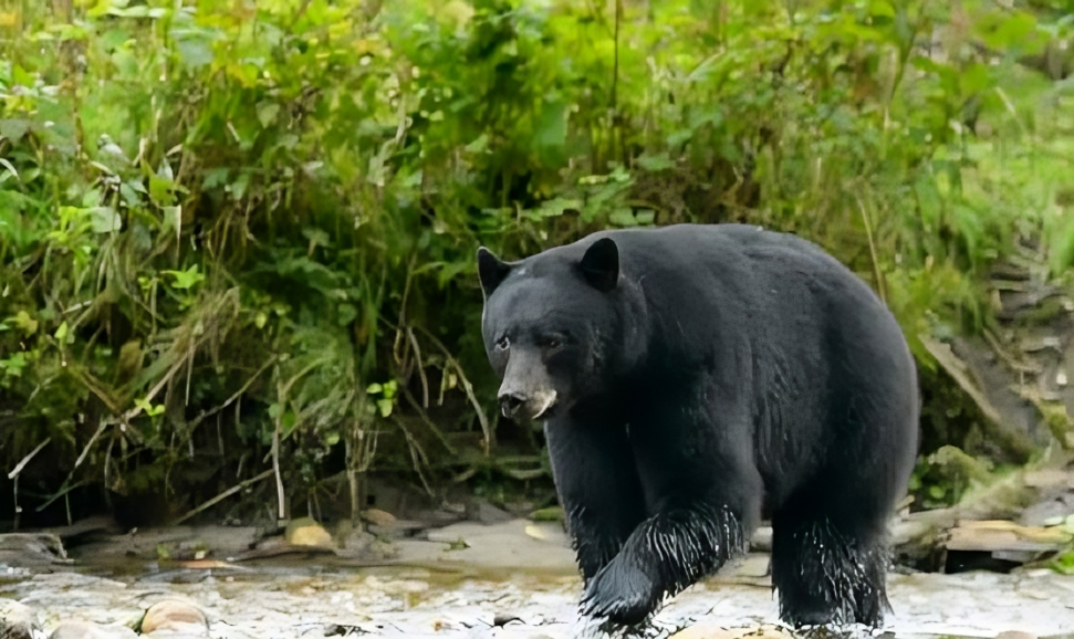 चितवनमा भालुको आक्रमण, एक महिला घाइते | पालिका डायरी